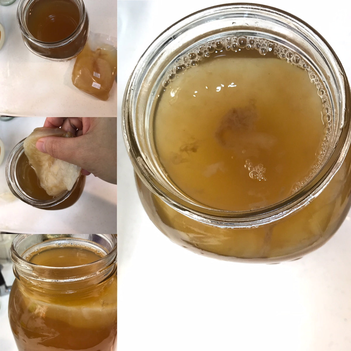 Kombucha Scoby | Where to buy in Hong Kong? | Baking Warehouse ...